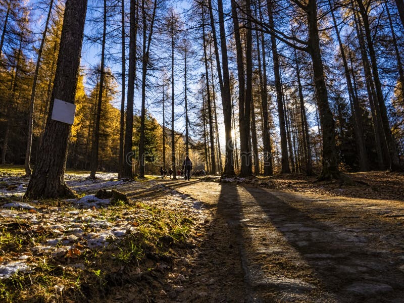 Trail in a Forest of the Italian Alps at Sunrise Stock Image - Image of ...
