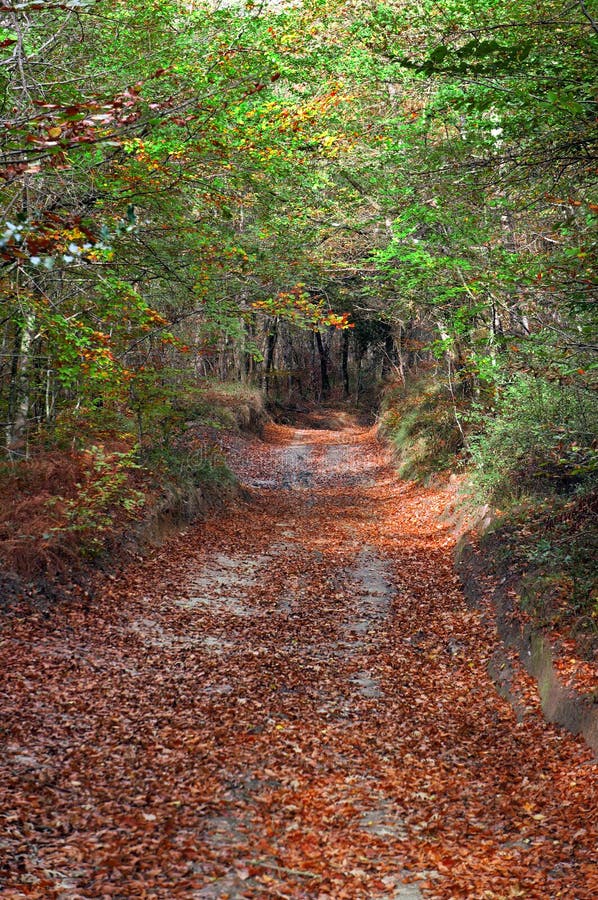 Trail in Forest with Leaves on the Ground Stock Photo - Image of season ...