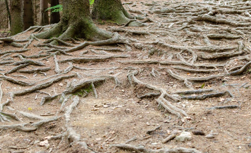 833 Roots Tree Walking Path Stock Photos - Free & Royalty-Free Stock ...