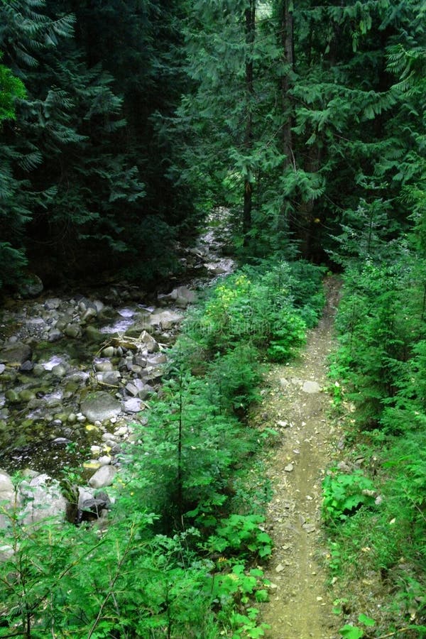 A Trail in the Forest Next To a Stream Stock Photo - Image of forest ...
