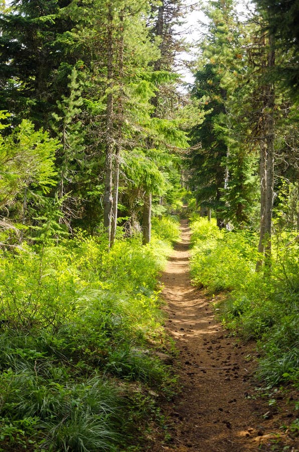 Evergreen Forest Path stock image. Image of tree, wilderness - 32664165
