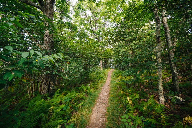 Trail through a Forest, in Shenandoah National Park, Virginia. Stock ...