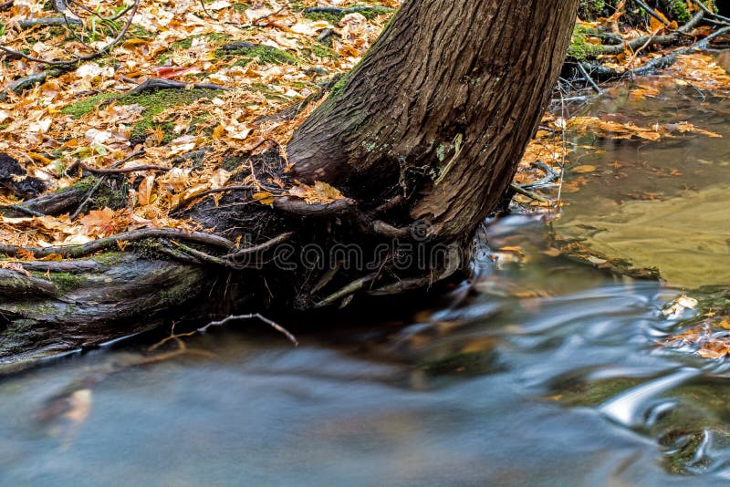 Cedar Tree on a Stream with Fall Colors Stock Image - Image of green ...