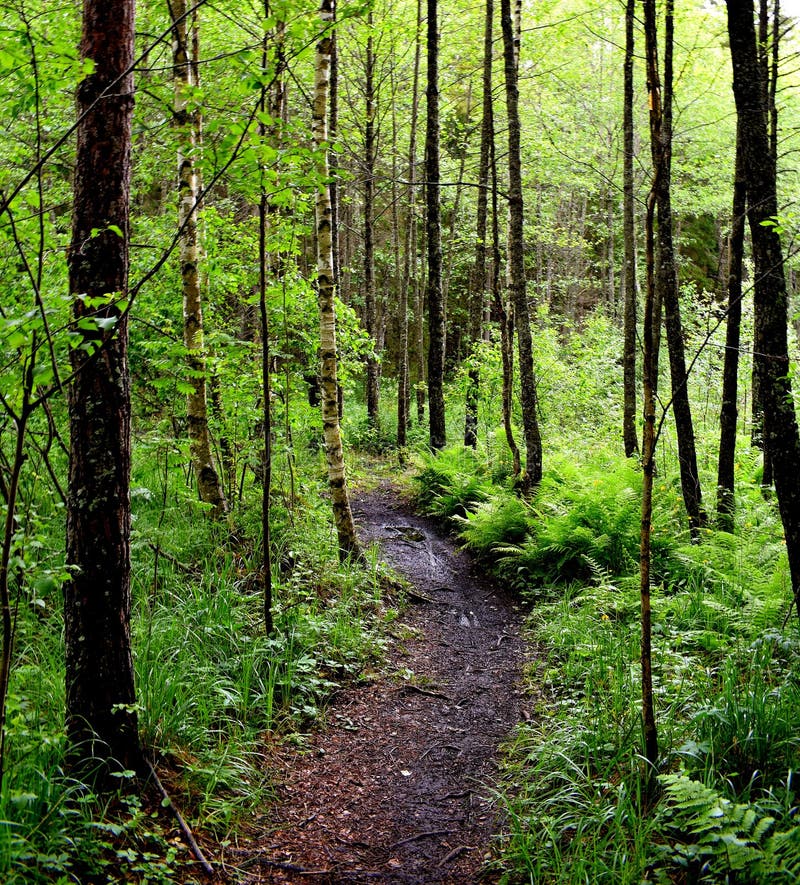 Trail through the forest stock photo. Image of forest - 95405060
