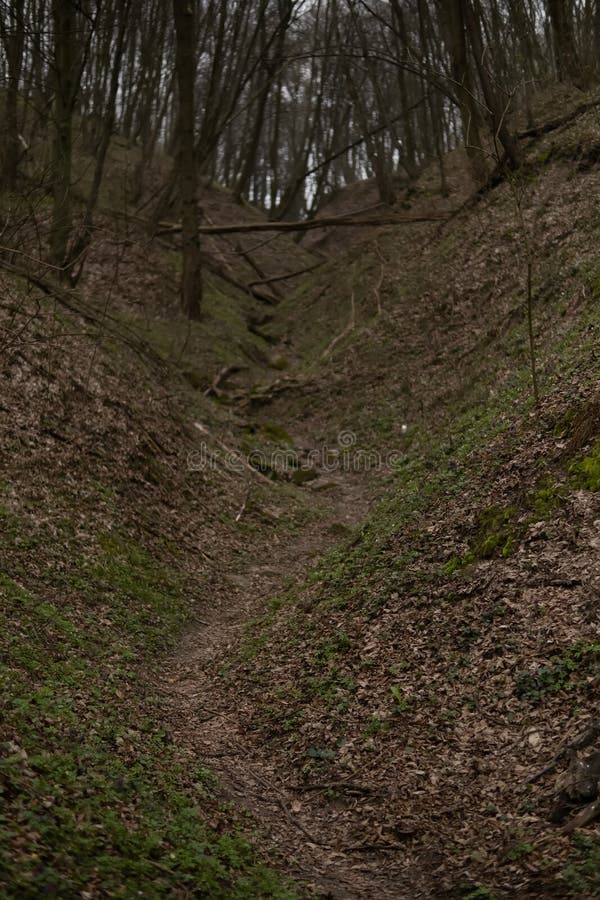 Trail in the Forest in Spring, Trees without Leaves, Early Spring Stock ...
