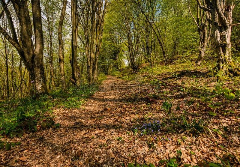 Trail through the Forest in Springtime Stock Photo - Image of sunny ...