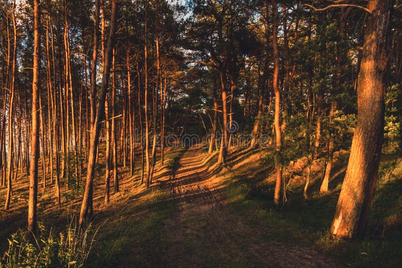 Trail in the Forest with Sunlight Falling through the Trees Stock Image ...