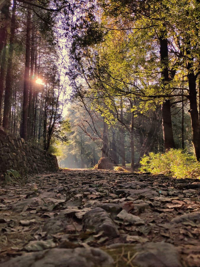 A Trail in the Forest. Tiffin Top Nainital Stock Photo - Image of tree ...