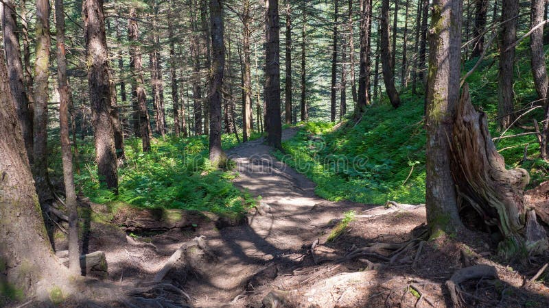 Trail in the Forest. Trail Mountain Path. Empty Trail Pathway Stock ...