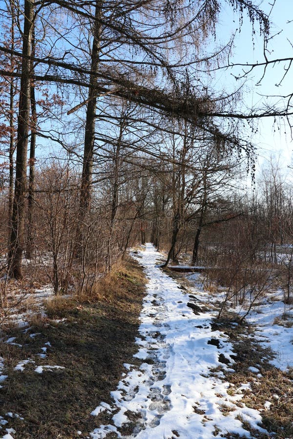 Trail through Forest in Winter Stock Photo - Image of path, trees ...