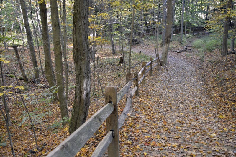 Trail in the Forest with Wood Rail Stock Image - Image of bark, dirt ...