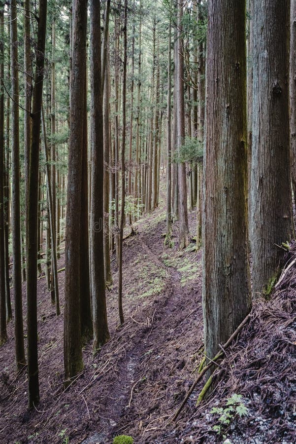 Mountain Side Village in Munnar, Kerala with only Road To the Village ...