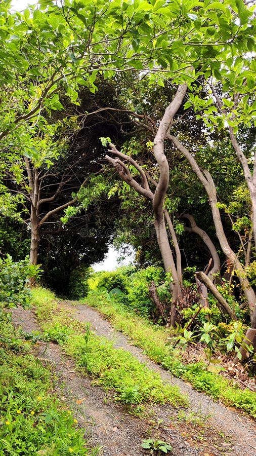 Trail Goes through the Magic Forest Stock Image - Image of outdoor ...