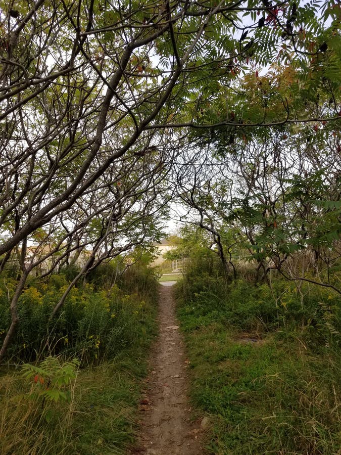 Trail Going Up stock photo. Image of woodland, grass - 230070162