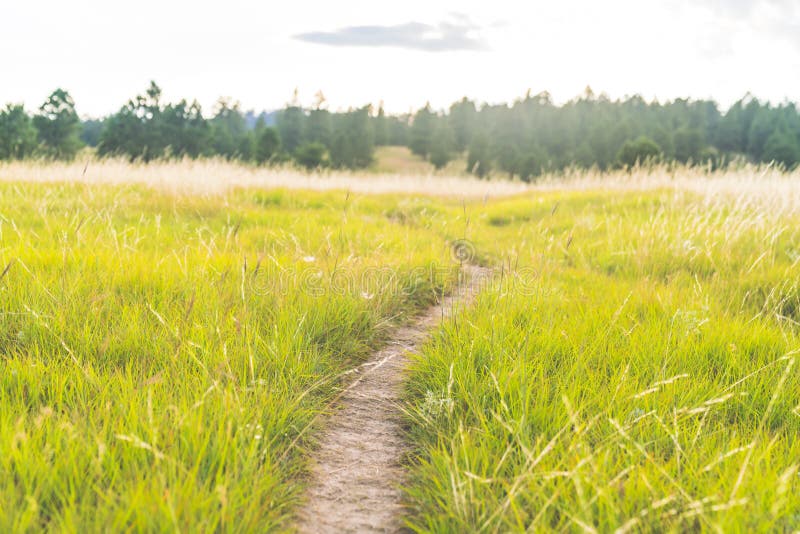 Trail the grass field. stock photo. Image of park, endurance - 125524408