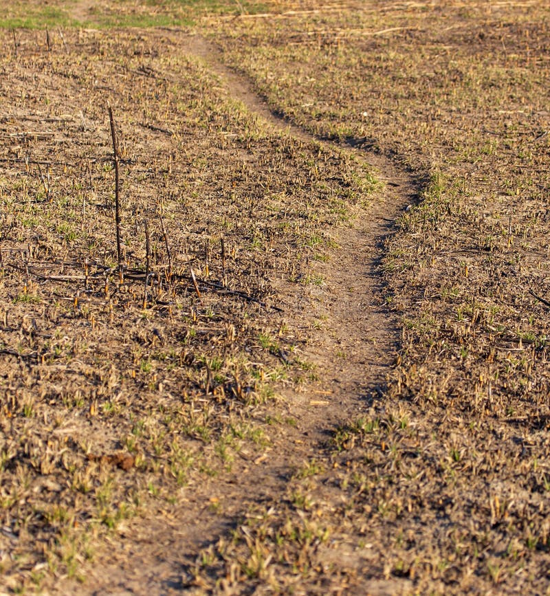 Trail in the Ground in the Meadow in Spring Stock Image - Image of ...