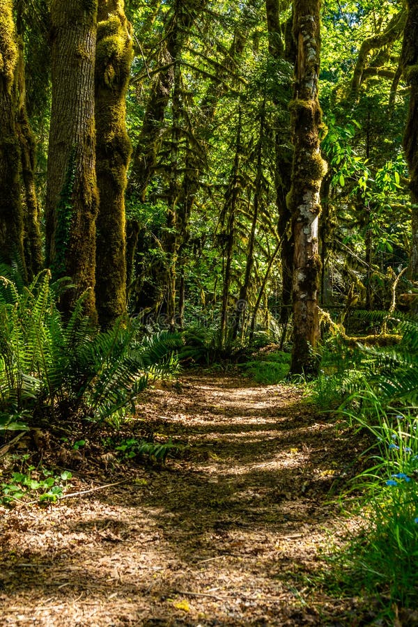 Foot Path through the Forest Stock Image - Image of fern, woods: 116823389
