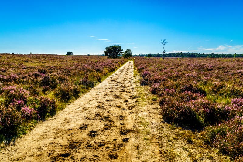 Trail through Heather in Summer Stock Photo - Image of field, blooming ...