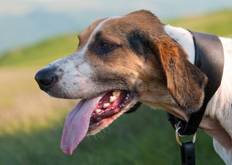 Trail Hound portrait stock image. Image of lakeland, portrait - 15023921