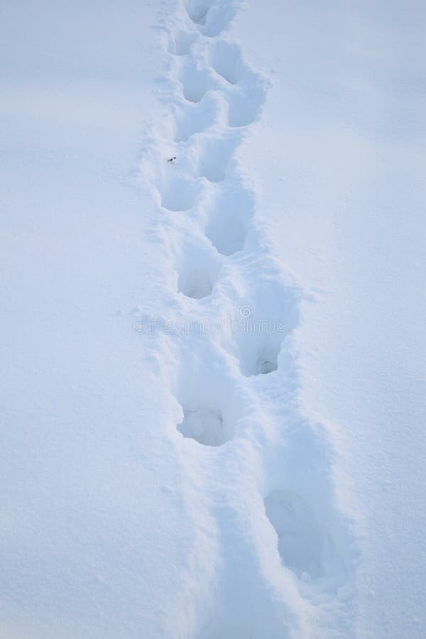 Trail of Human Tracks in the Snow. Winter Stock Image - Image of frost ...