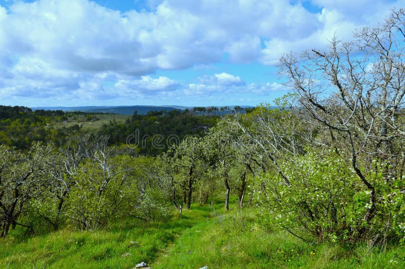 Trail Leading through a Deciduous, Broadleaf Forest Stock Image - Image ...
