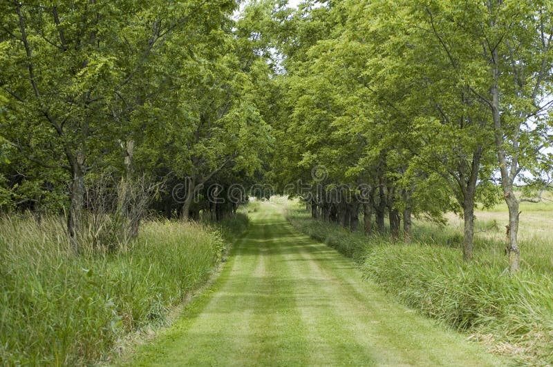 Trail Lined Up with Colorful Dogwood Shrubs Stock Image - Image of ...