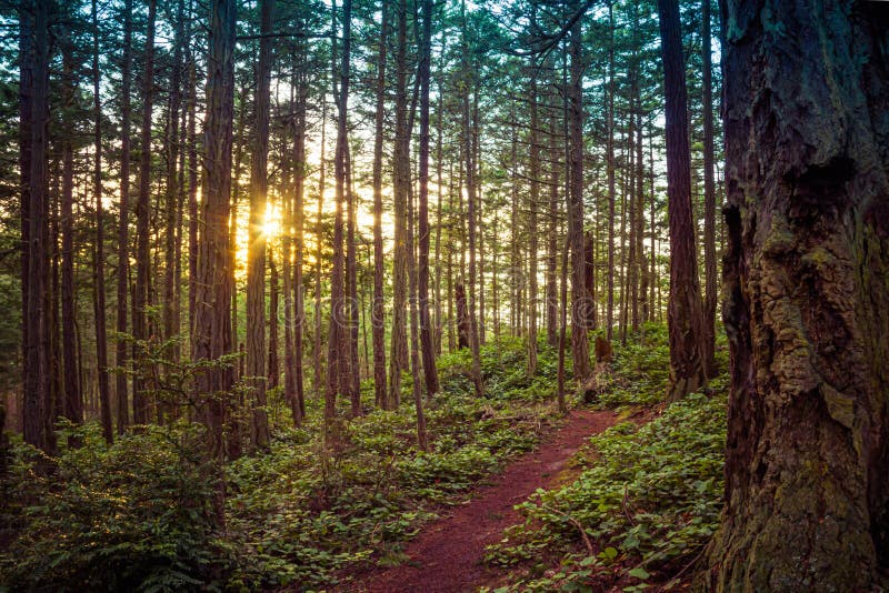 A Trail in a Lush Green Forest with Tall Pine Trees Stock Photo - Image ...