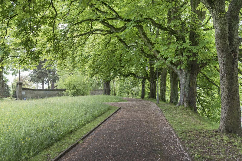 Green Tree Lined Path in Park Stock Image - Image of cycling, lane ...