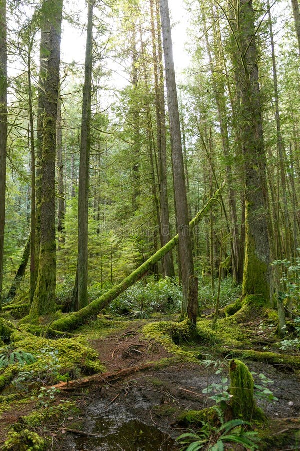 Mossy Forest Trail on Cortes Island BC Stock Photo - Image of lush ...