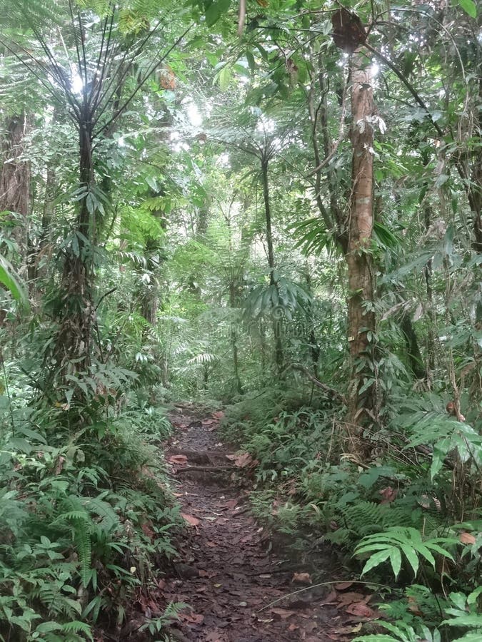 A Trail through the Rainforest Stock Image - Image of tropical, green ...