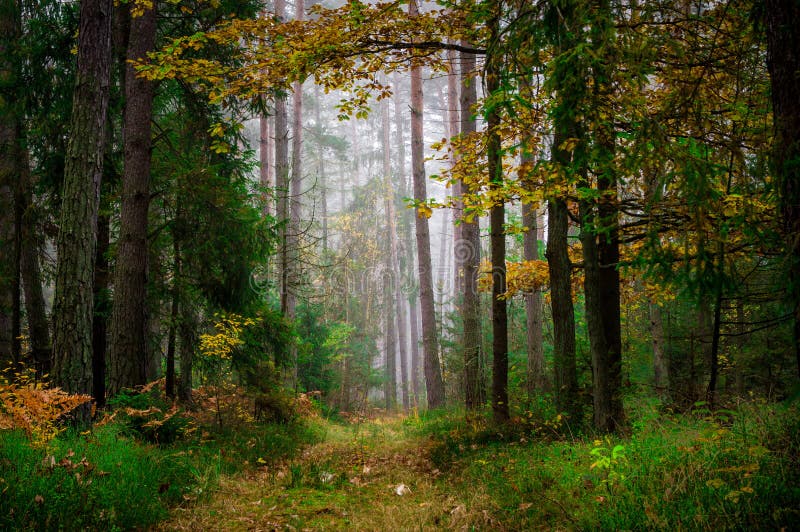 Trail in the Magical Misty Forest in Autumn Stock Photo - Image of ...