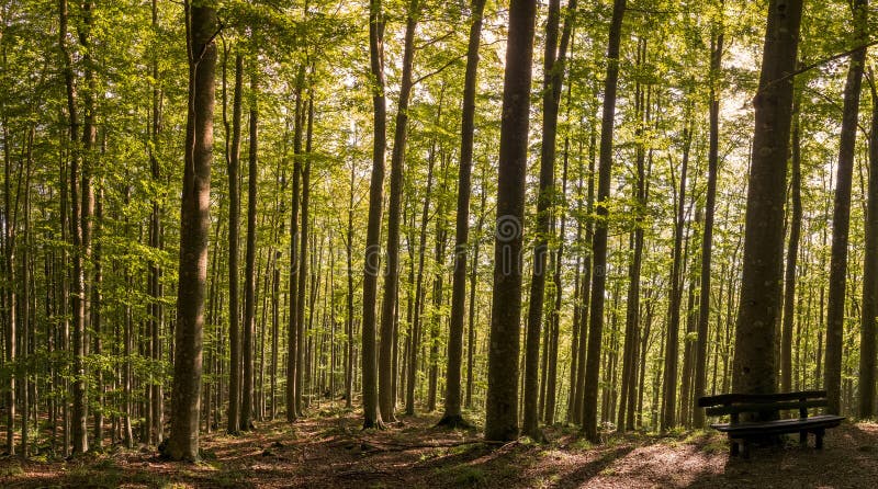 Trail in the maple forest stock photo. Image of tree - 197081372