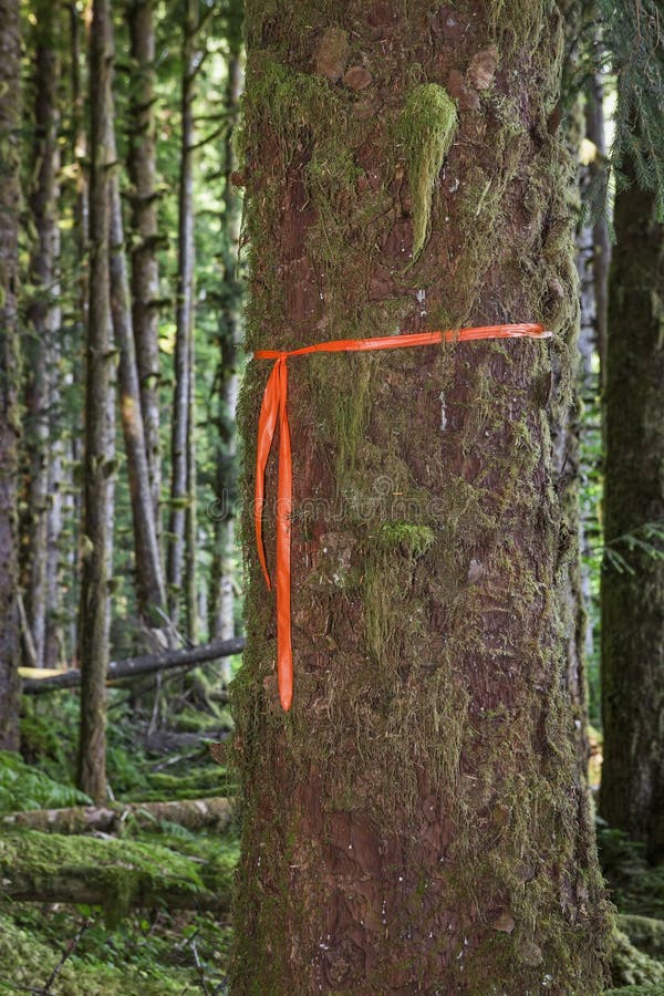 Trail Marker on Tree stock photo. Image of outdoors, hall - 34203256 Trail Marker on Tree stock photo. Image of outdoors, hall - 34203256