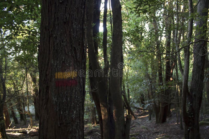 Trail Marking Sign on Tree Trunk on the Forest Stock Image - Image of ...