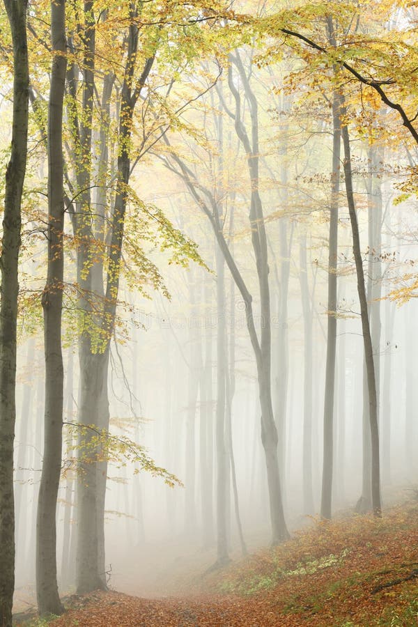Misty Forest Path at the End of Autumn Stock Photo - Image of dreams ...