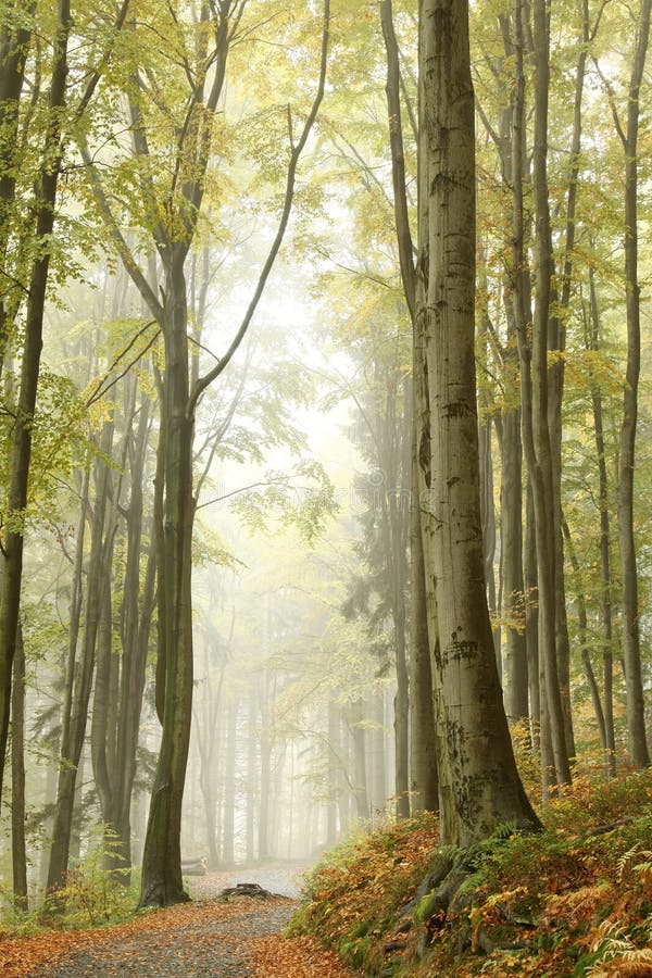 Misty Forest Path at the End of Autumn Stock Photo - Image of dreams ...