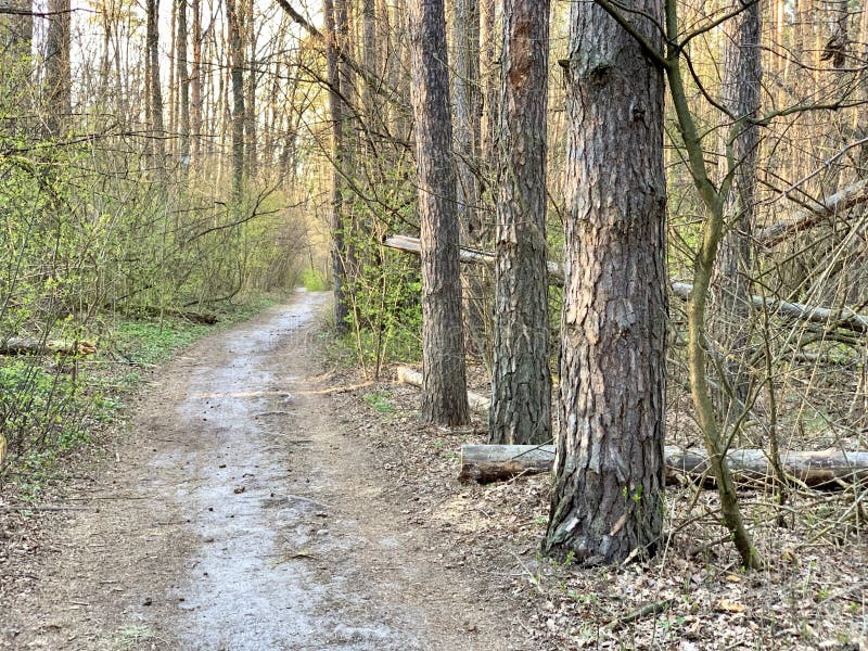 Trail in a Mixed Forest in Spring. Spring Forest Landscape, Road ...