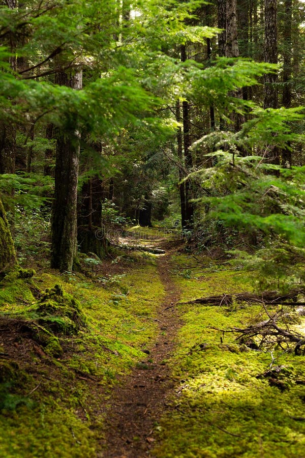 Trail through Mossy Forest on Cortes Island, BC Stock Image - Image of ...