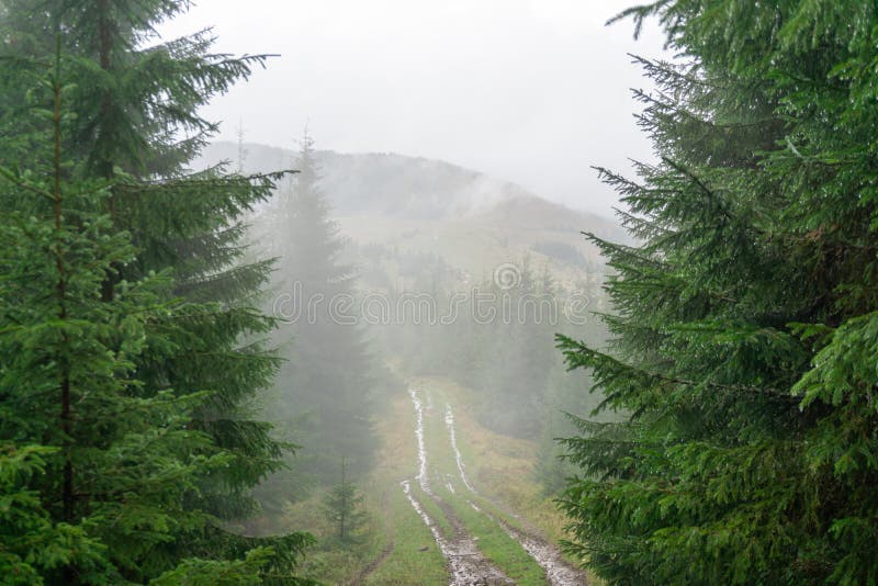 Trail in the Mountais. after Rain, Low Sky. a Path Under Trees in a ...