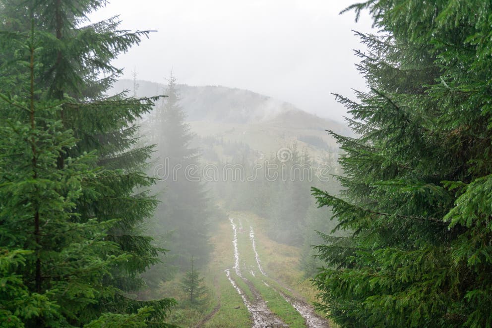 Trail in the Mountais. after Rain, Low Sky. a Path Under Trees in a ...