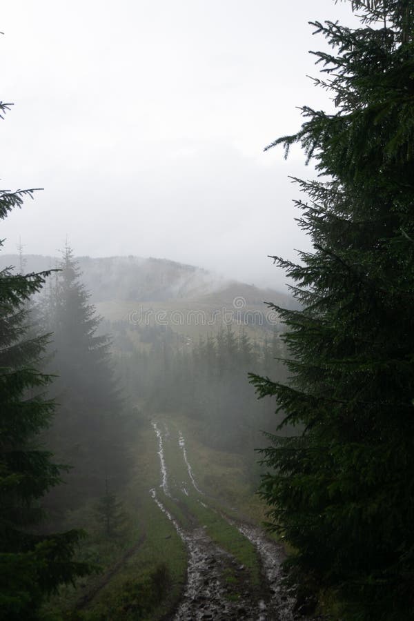 Trail in the Mountais. after Rain, Low Sky. a Path Under Trees in a ...