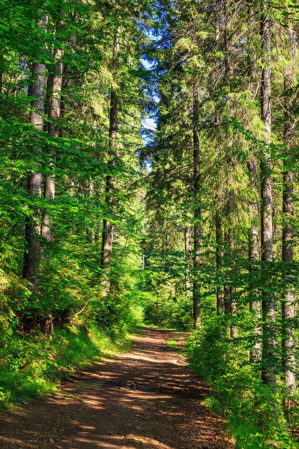 Trail Near in a Tall and Dense Coniferous Forest Stock Photo - Image of ...