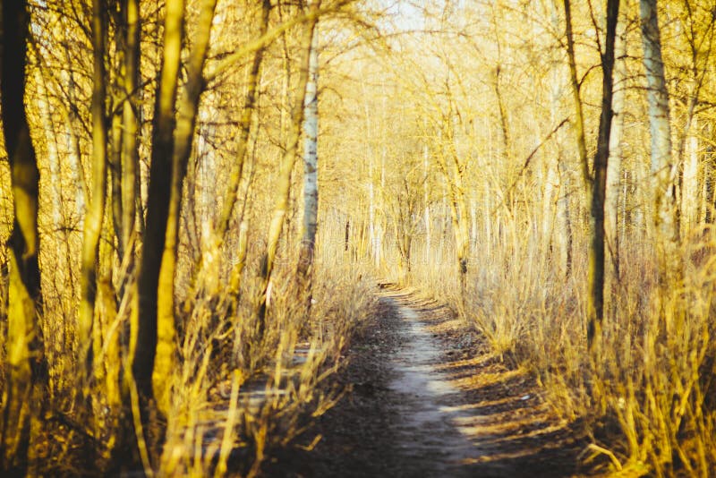 Trail in an Oak Forest in the Spring Stock Photo - Image of russia ...