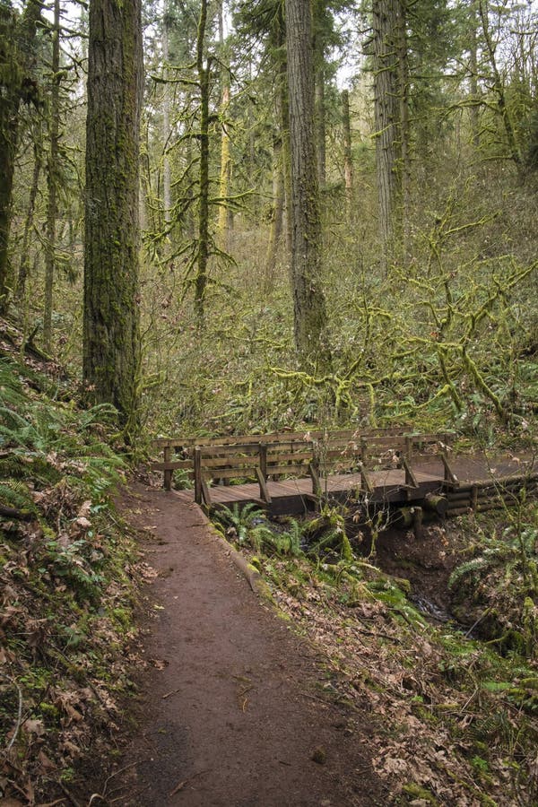 Trail through Old Growth Rainforest, Oregon Stock Image - Image of ...