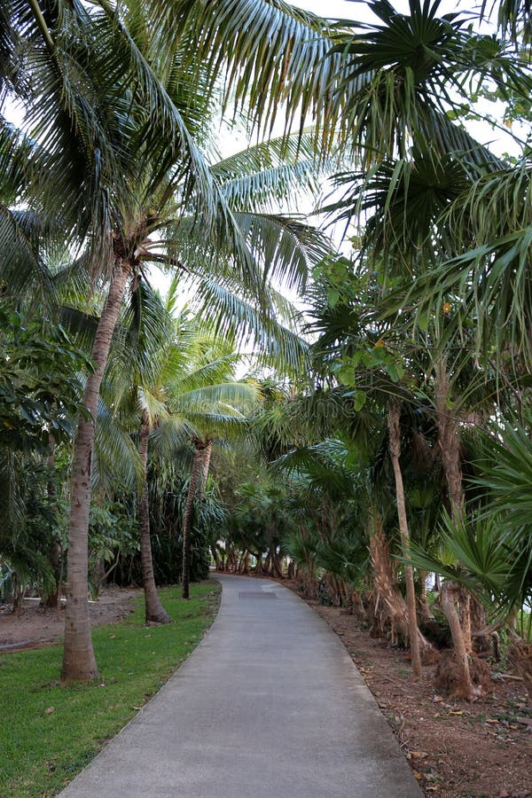 Trail with a Palm Tree Canopy. Stock Image - Image of greenery, mexico ...