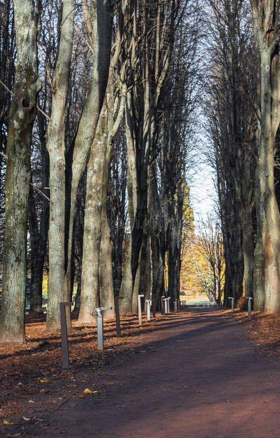 Trail in the Park at the Edges of the Trees Stock Photo - Image of ...