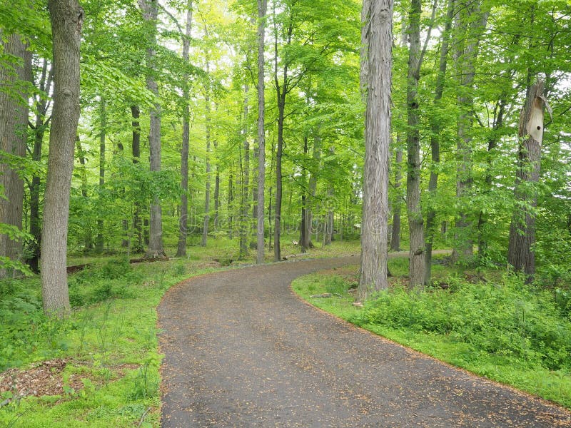 The Trail through the Park is Lined with Green. Stock Image - Image of ...
