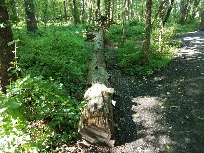 Trail or Path and Fallen Tree or Log in Forest Stock Image - Image of ...