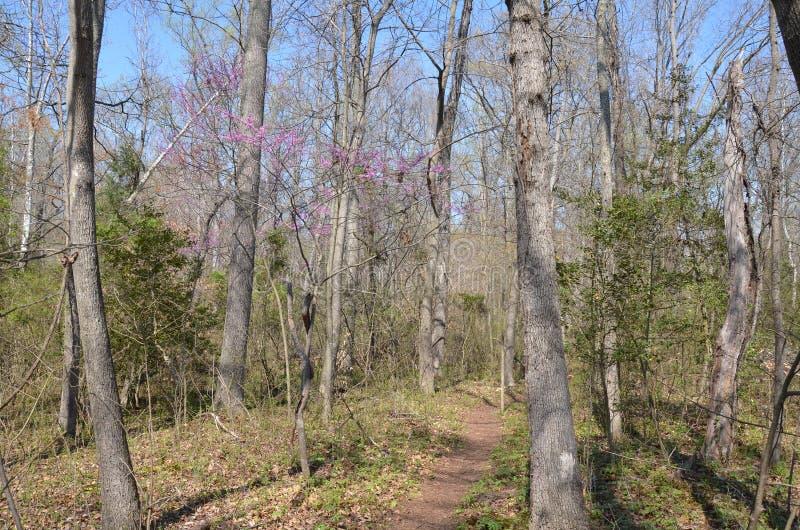 Trail or Path in Forest or Woods Stock Photo - Image of forest, hiking ...
