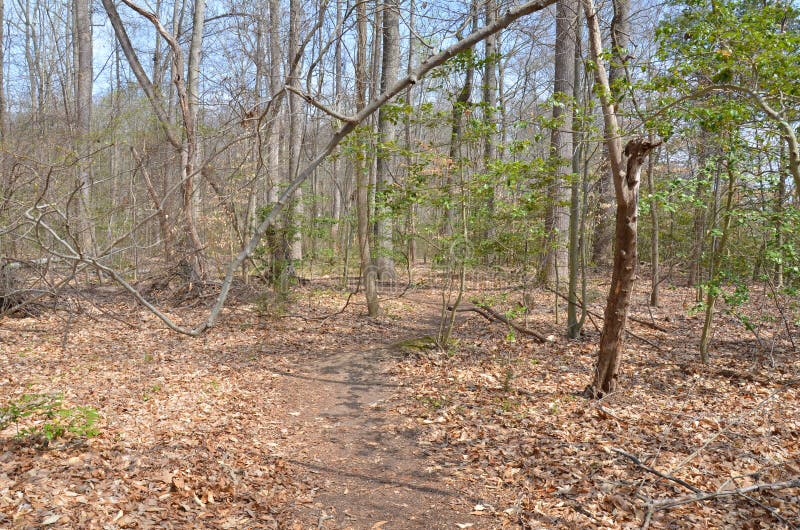 Trail or Path in Forest or Woods Stock Image - Image of tree, branches ...